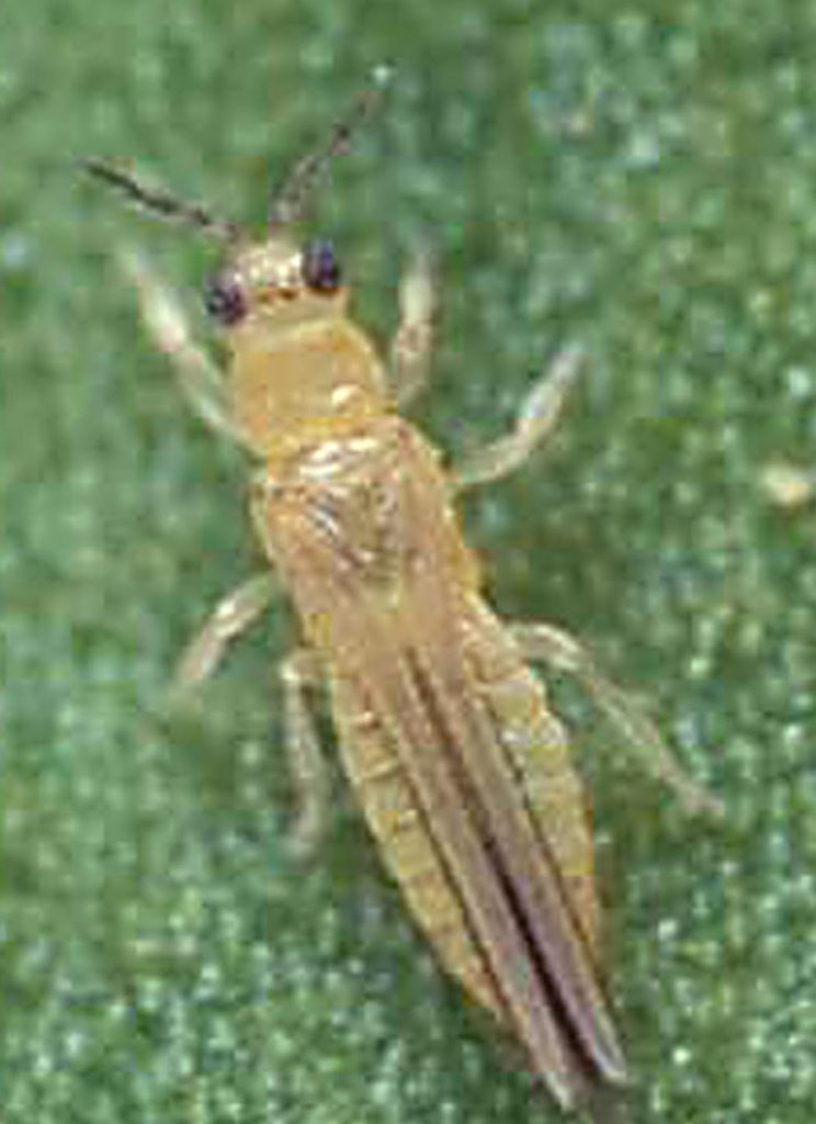 Enlarged thrip and Damage