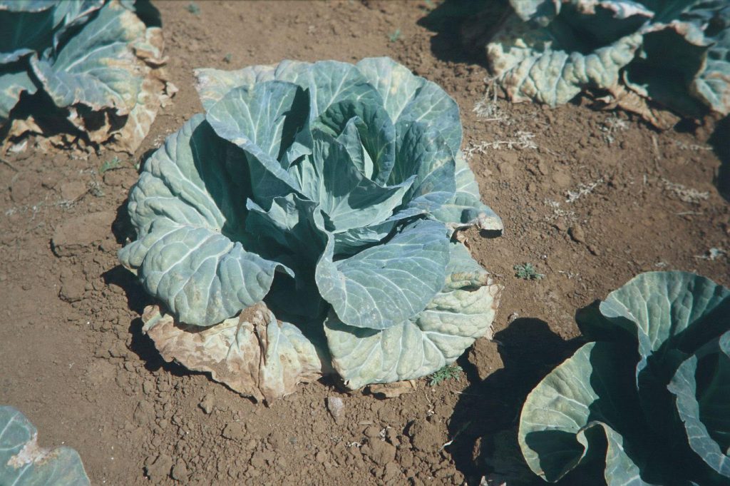 Bricolli/Cabbage/Chinese/Cawliflower/Lettuce/Rape