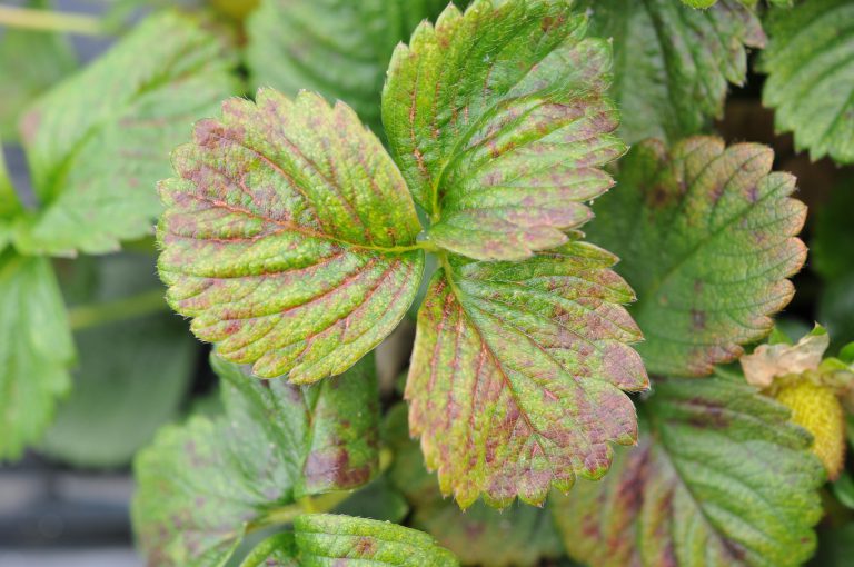 Red Spider Mite and Damage signs (strawberries)