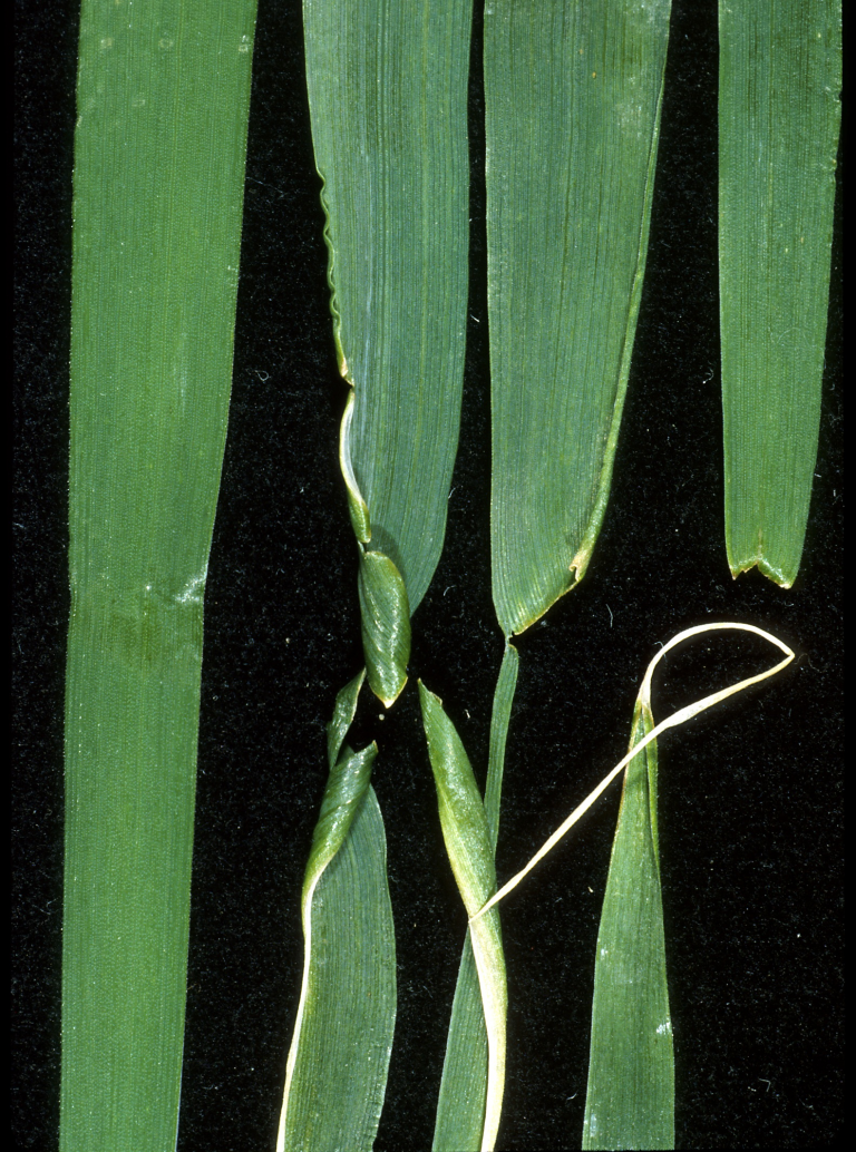 Wheat-More-Deficiency-Diseases Archives