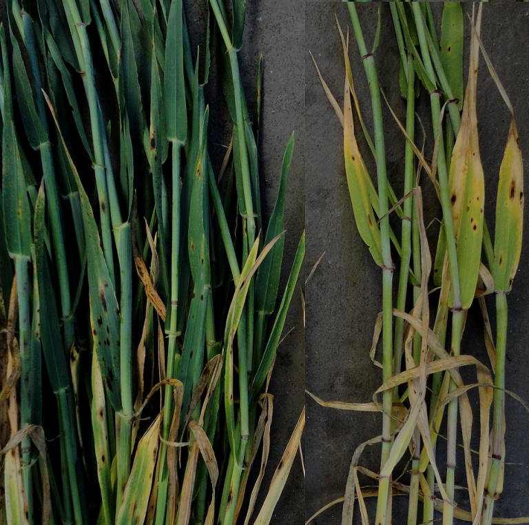 Wheat-More-Deficiency-Diseases Archives