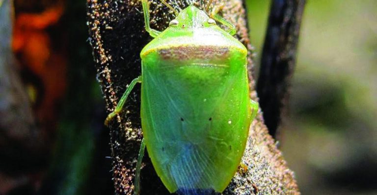 Soyabean Stink Bug