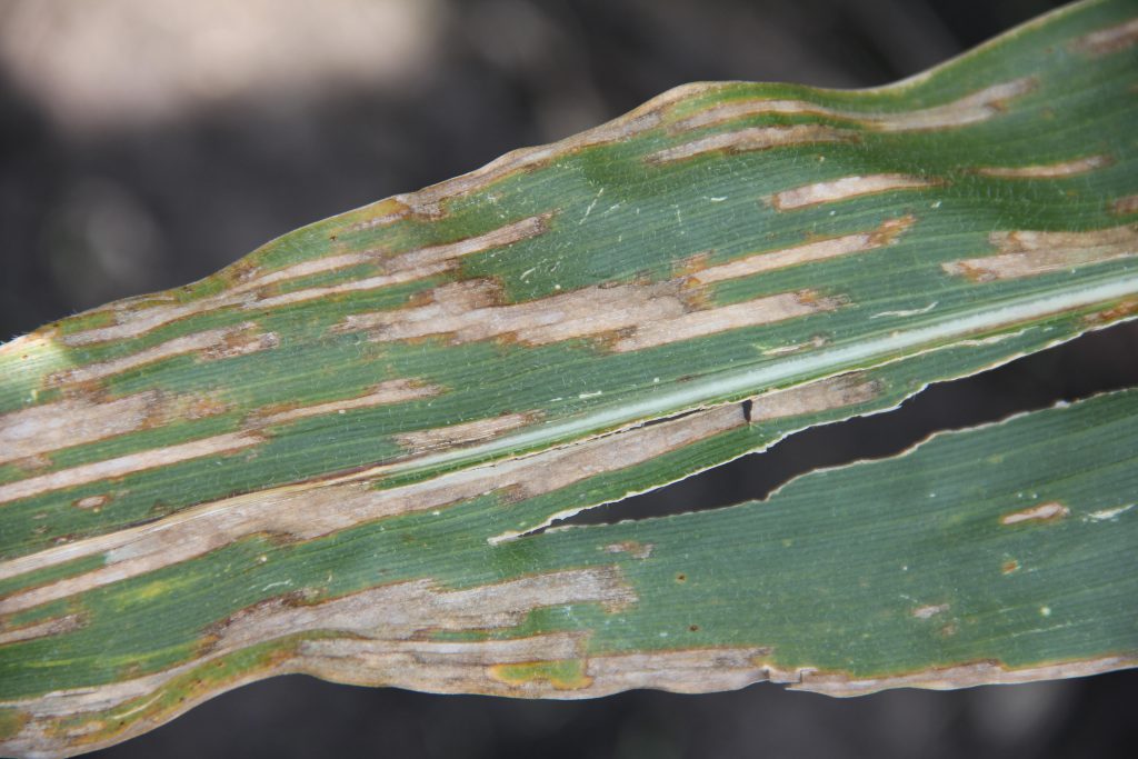 Grey Leaf Spot