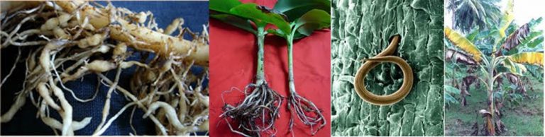 Root Knot Nematodes Symptoms and nematodes