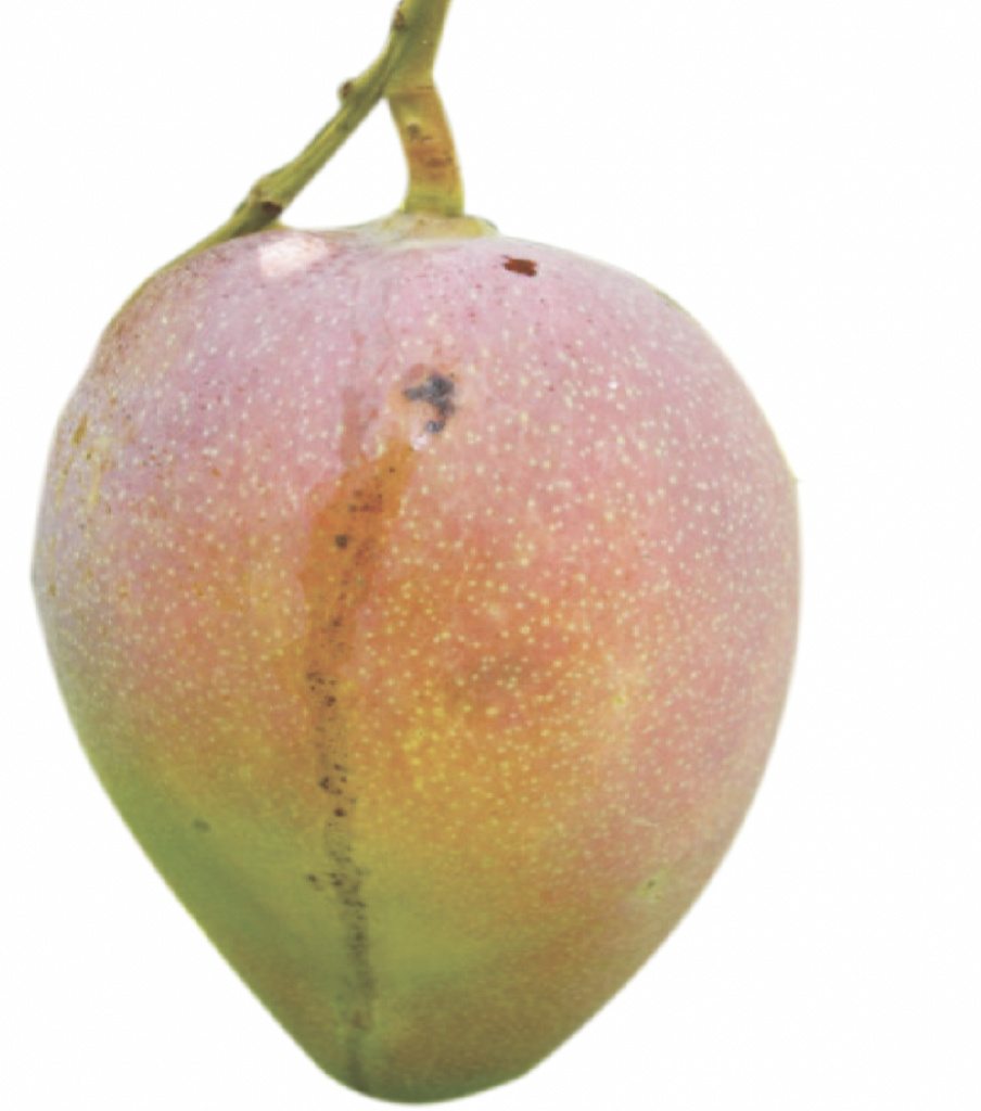 Fruitfly(Ceratitis cosyra & Ceratitis capitata)